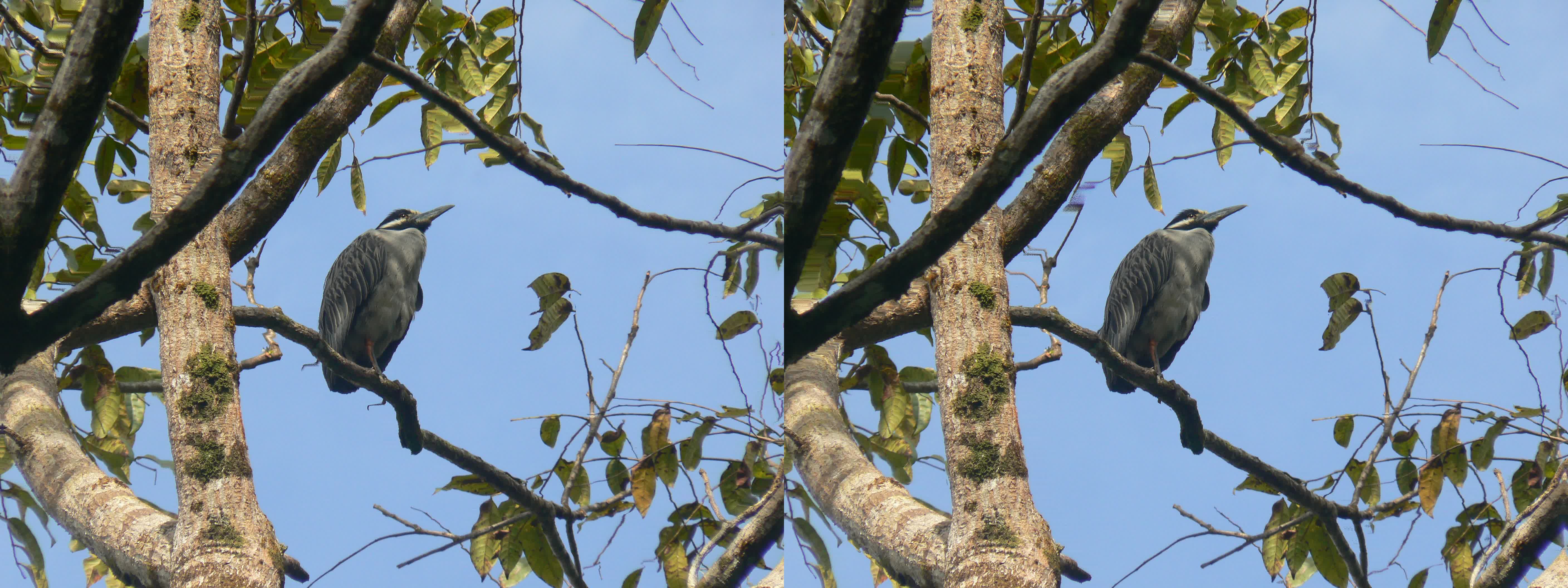 Conversion of 2D Images into 3D Stereoscopic Pairs – Nature and Travel ...