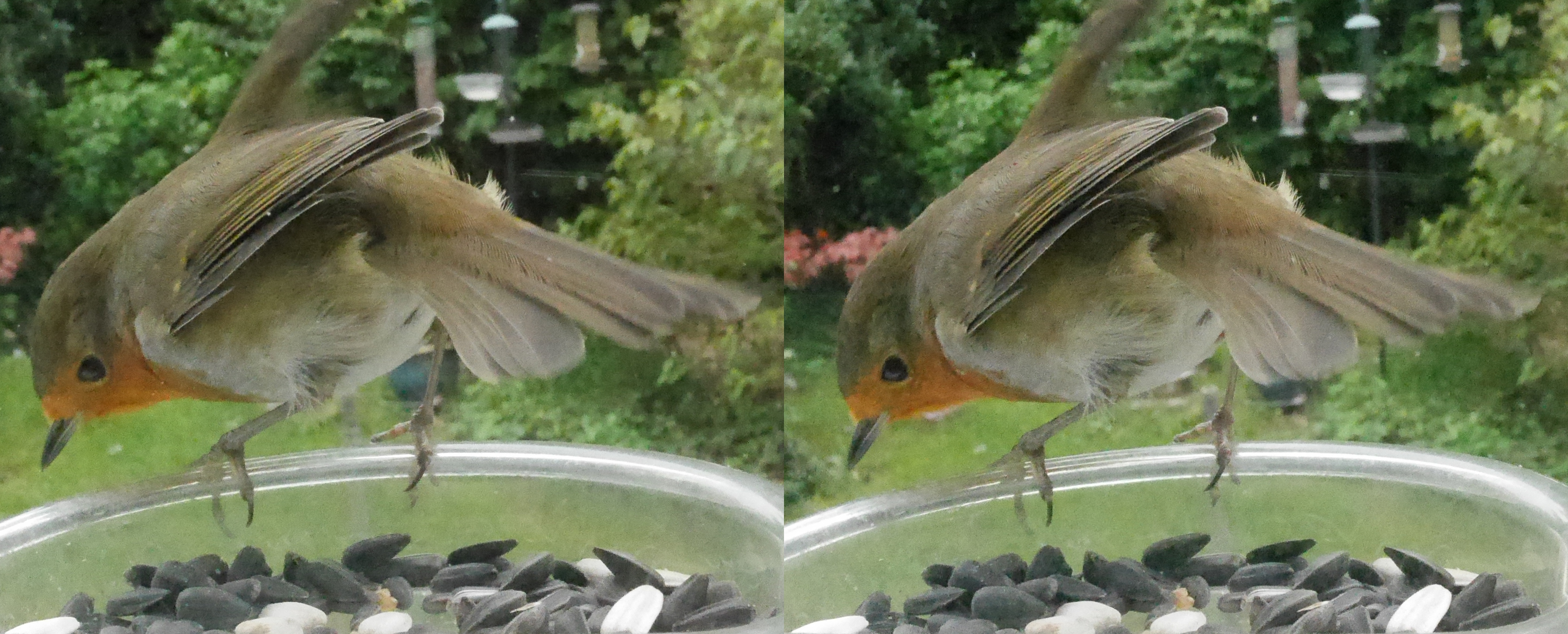 Bird Table Images – Nature and Travel Photography in 3D